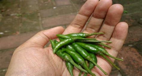 Green Chilli For Weight Loss In Hindi जानें कैसे हरी मिर्च कम करे बेली