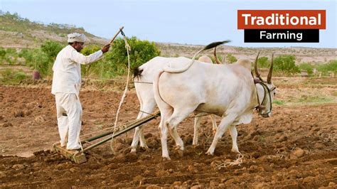 Traditional Farming Vs Modern Farming Powerpoint Temp
