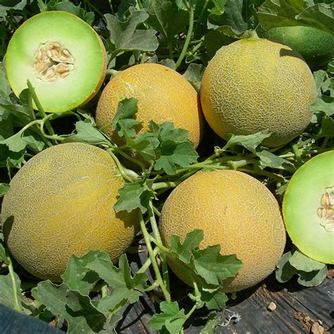 Cs 4305 Centric Seeds