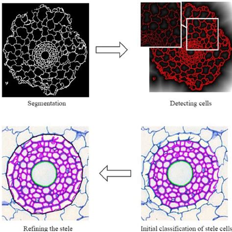 Labelled Image Of A Wheat Root Cross Section The Epidermis Is The Download Scientific Diagram