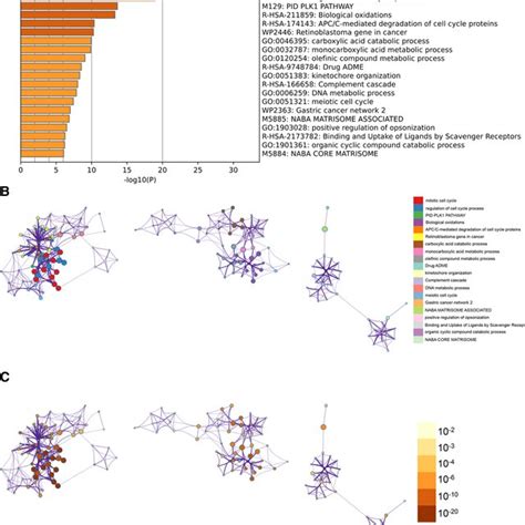 Metascape Enrichment Analysis Download Scientific Diagram