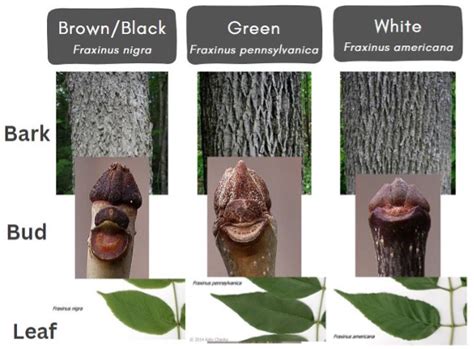 Identifying Monitoring And Managing Ash Ash Protection