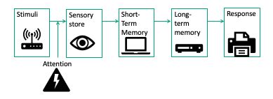 Human Cognition Flashcards Quizlet Human Cognition Flashcards Quizlet