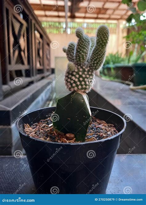 Mickey Mouse Cactus Stock Image Image Of Green Food 270250879
