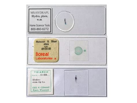Microscope Data Sheet Example Slide Show PPT