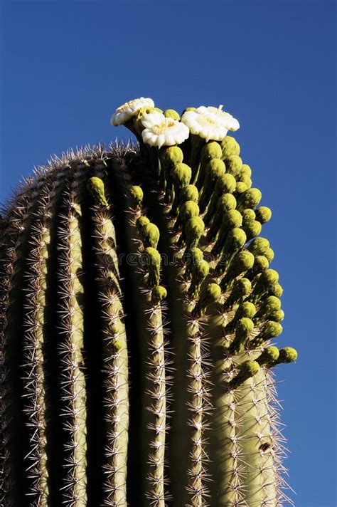 Close Up Saguaro Cactus Flower Stock Image Image Of Park Fruit 31397131