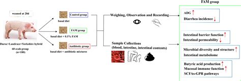 Lactobacillus Acidophilus Vs Bacillus Subtilis At Albert Pietsch Blog