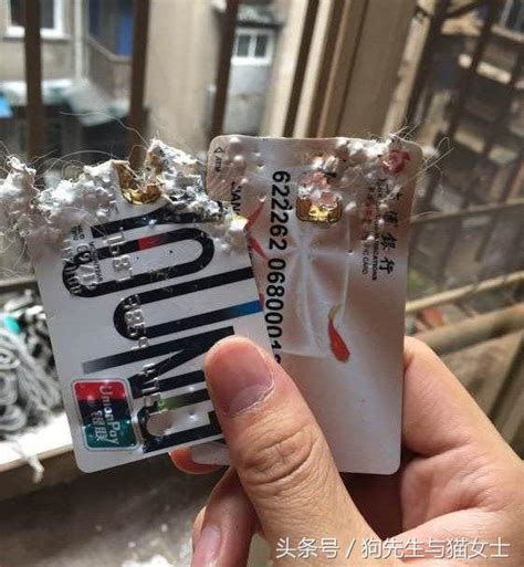 因皮膚病遭前主人嫌棄，金毛再見到前主人後咬壞錢包進行報復！ 每日頭條