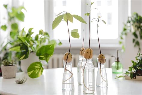 How To Grow Avocado Plants From Pits Apartment Therapy