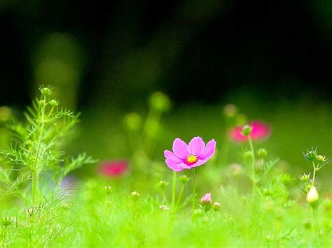 Green Grass Wallpapers Wallpaper Cave