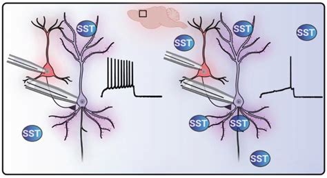 Uncovering The Role Of Somatostatin Signaling In The Brain Eberly College Of Science