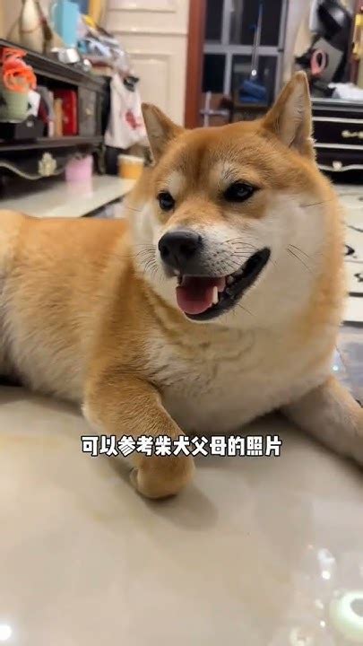 養柴犬真的是我做過最正確的決定 狗狗 柴柴 萌寵 Dog 熱門 生活 狗 柴犬 萌宠 Reels Shorts