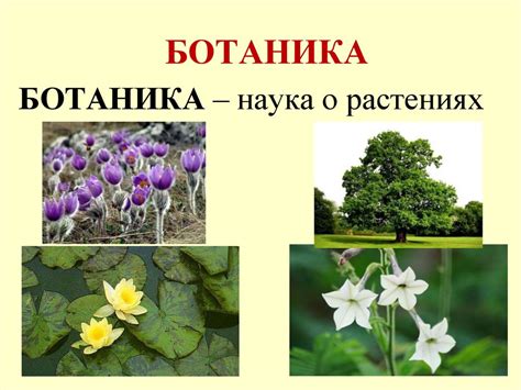 Презентация о растениях