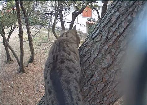 Les Chats Montent Aux Arbres Pour Chasser SOS ECUREUIL PROVENCE