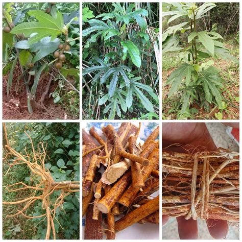 五指毛桃中药 五指毛桃的功效与作用 伤感说说吧