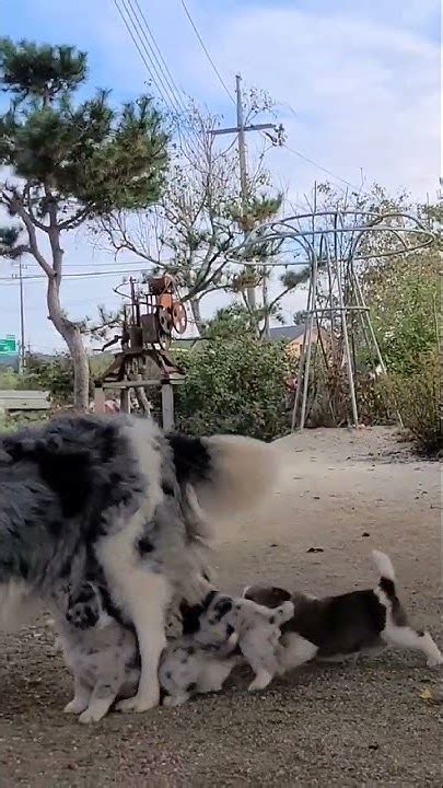 폭풍성장 보더콜리 믹스 강아지들 Youtube