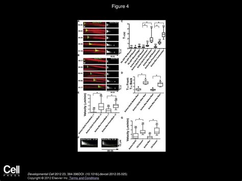 A Rho Gtpase Signal Treadmill Backs A Contractile Array Ppt Download