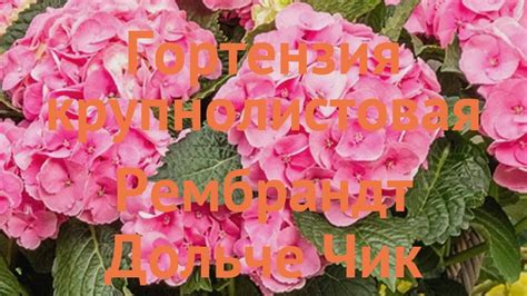 Гортензия крупнолистовая Рембрандт Дольче Чик 🌿 обзор: как сажать ...