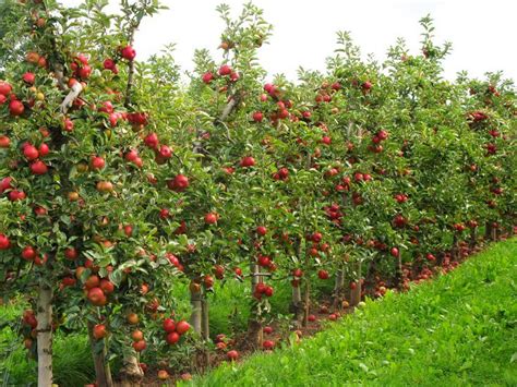 How Tall Will Dwarf Fruit Trees Grow At Debra Lerner Blog