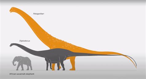 Watch The Largest Dinosaur To Ever Exist Animals Around The Globe