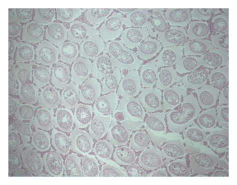 Micrographs Of The Testis And Mammary Glands Sections X50 A C Download Scientific Diagram