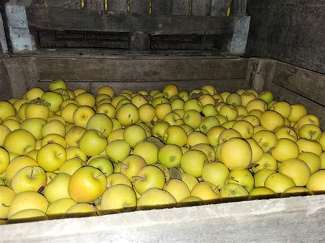 Mere Renet Golden Florina Voinesti • Olx Ro