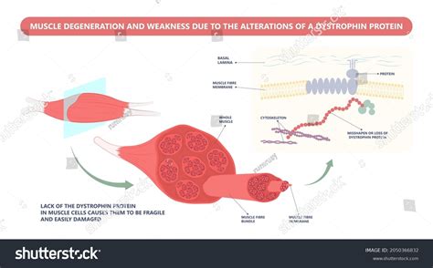 Dystrophin