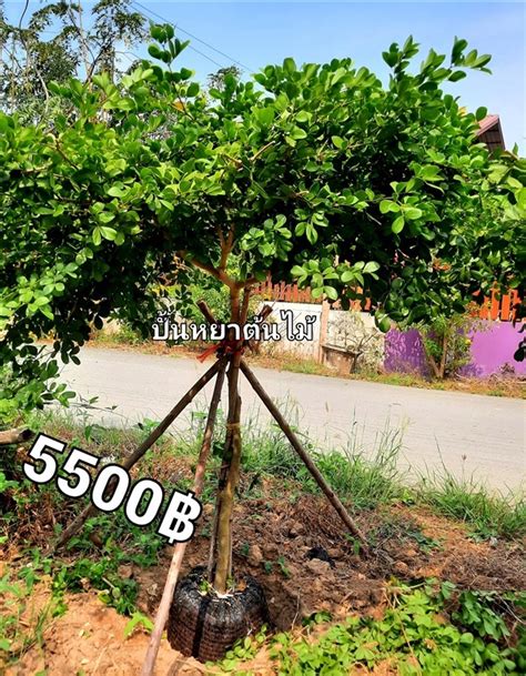 ต้นแก้วเจ้าจอม โดยปั้นหยาต้นไม้ อ ศรีประจันต์ จ สุพรรณบุรี รหัสสินค้า