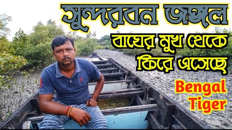 সুন্দরবন জঙ্গলে কাঁকড়া ধরতে গিয়ে বাঘের মুখে Royal Bengal Tiger