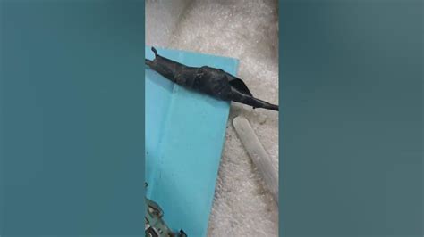 플로피드라이브fddfloppy플로피수리디바이스플로피 모듈수리플로피장치 수리플로피수리fdd수리 Youtube