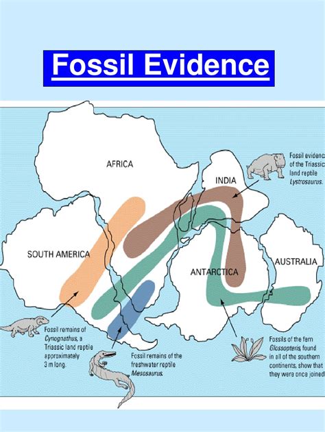 PPT Fossil Evidence PowerPoint Presentation Free Download ID 9239235
