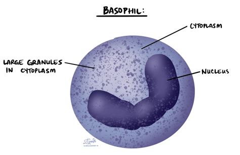 Basophil Baso Drstemcellsthailands Anti Aging And Regenerative