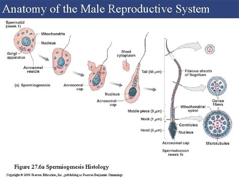 Chapter 27 The Reproductive System Power Point Lecture