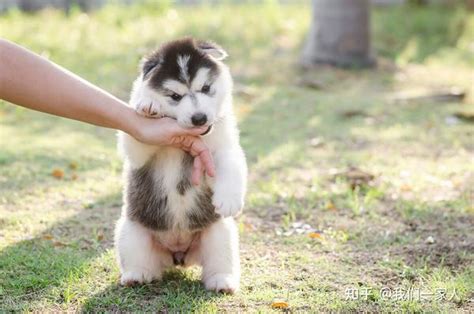 为什么狗狗喜欢咬你手？其实是想对你说这些话 知乎