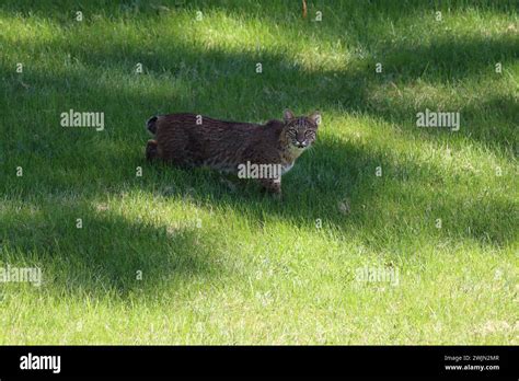 Grassy Lawn Habitat Hi Res Stock Photography And Images Alamy