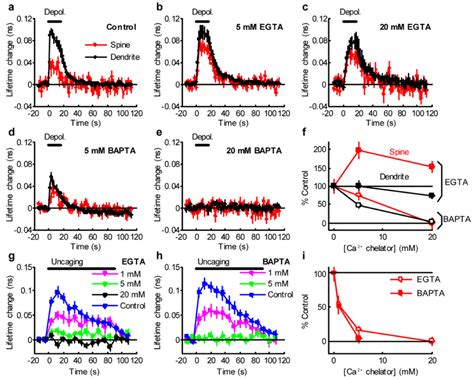 Effects Of Ca 2 Chelators On Camkii Activation A E Fluorescence