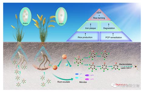 Nature Nanotechnology：纳米材料促进根际微生物修复污染土壤 Csdn博客