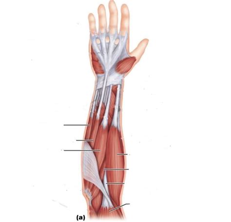 Anterior Arm Diagram Quizlet