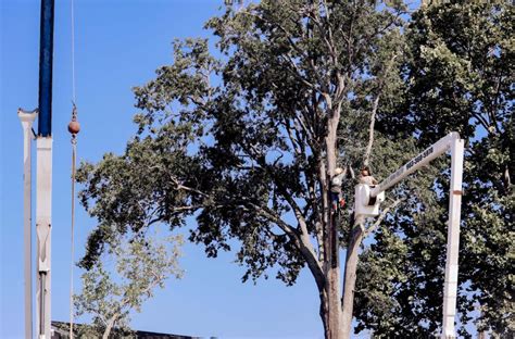 Tree Services Plant Care Artmire S Urban Forestry Tree Services