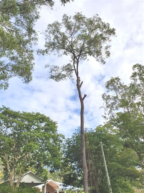 Tree Loppers Gold Coast Tree Lopping Services Gold Coast Tree Removal
