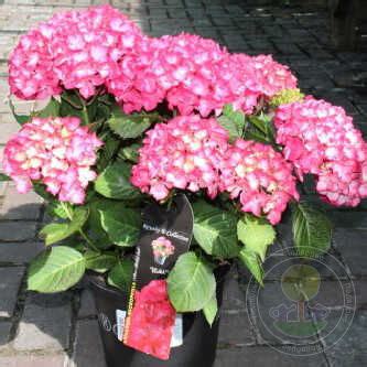 Гортензия крупнолистная Сельма (Hydrangea macrophylla Selma) купить ...