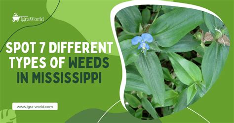 Spot 7 Different Types Of Weeds In Mississippi Igra World