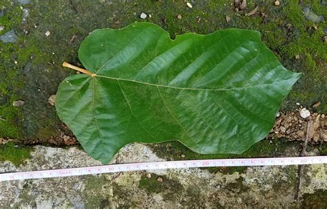 Pterospermum Diversifolium Dombeyaceae
