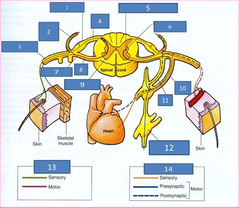 Spinal Anatomy Module 2 Slide 12 Labeling Diagram Diagram Quizlet