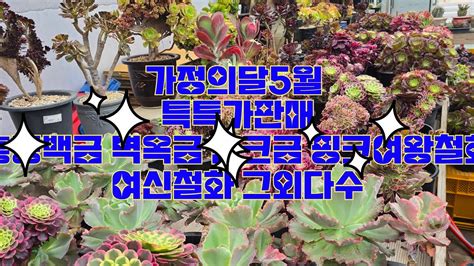 멋진군생 특가판매 애어니옴속아이들 특가판매합니다 Youtube