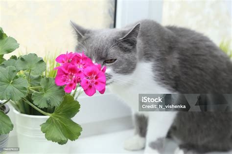 고양이는 꽃을 자르는 창가에 냄비에 화분에 꽃 피는 실내 식물 Pilea에 대한 스톡 사진 및 기타 이미지 Pilea 애완