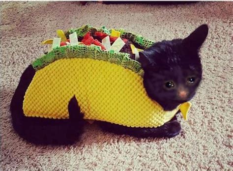 Cat Taco Memes