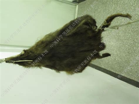 藏酋猴 Macaca thibetana 物种库 国家动物标本资源库