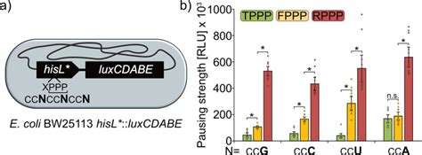Proline Codon Pair Selection Determines Ribosome Pausing Strength And