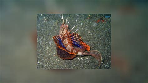 Parapterois Heterura Skorpionsfisch